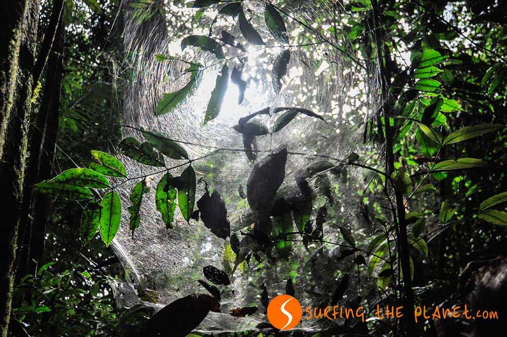 Tour in the Amazon Rainforest | Blog on Travel and Traditions