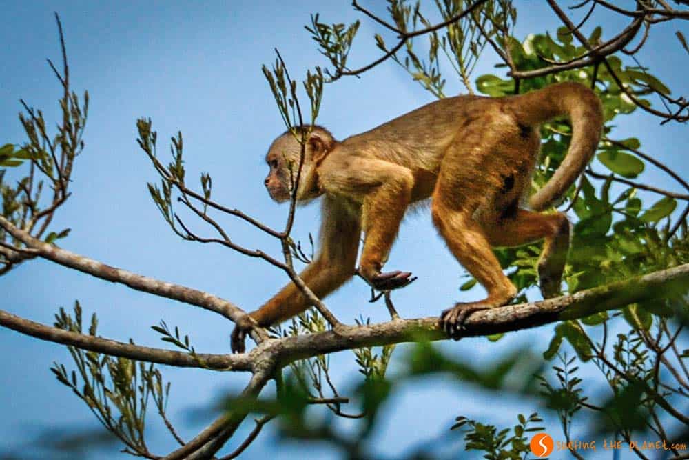 A trip to the Amazon Rainforest | Travel Blog, Culture