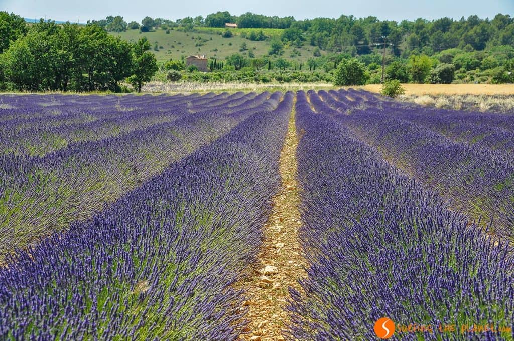 Escapada a LA PROVENZA - La RUTA de la LAVANDA
