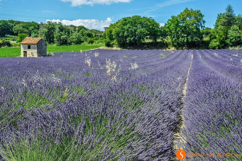 Escapada a LA PROVENZA - La RUTA de la LAVANDA