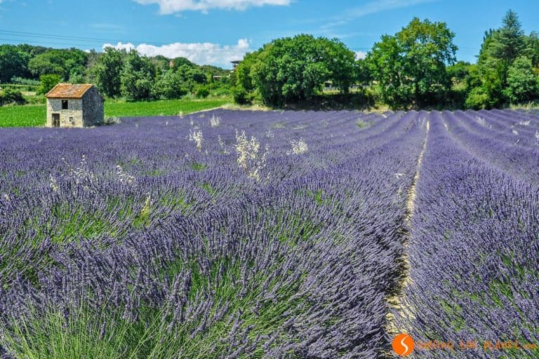 Weekend getaway to Provence: Lavender Routes | Travel to France
