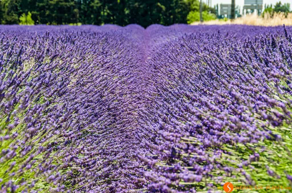 25 imprescindibles QUE VER en la PROVENZA Francesa