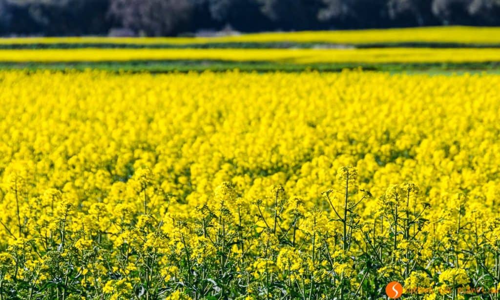 Dónde ver campos en flor cerca de Barcelona