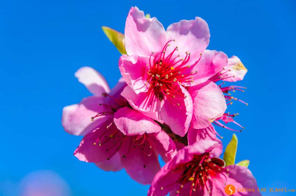Dónde ver campos en flor cerca de Barcelona