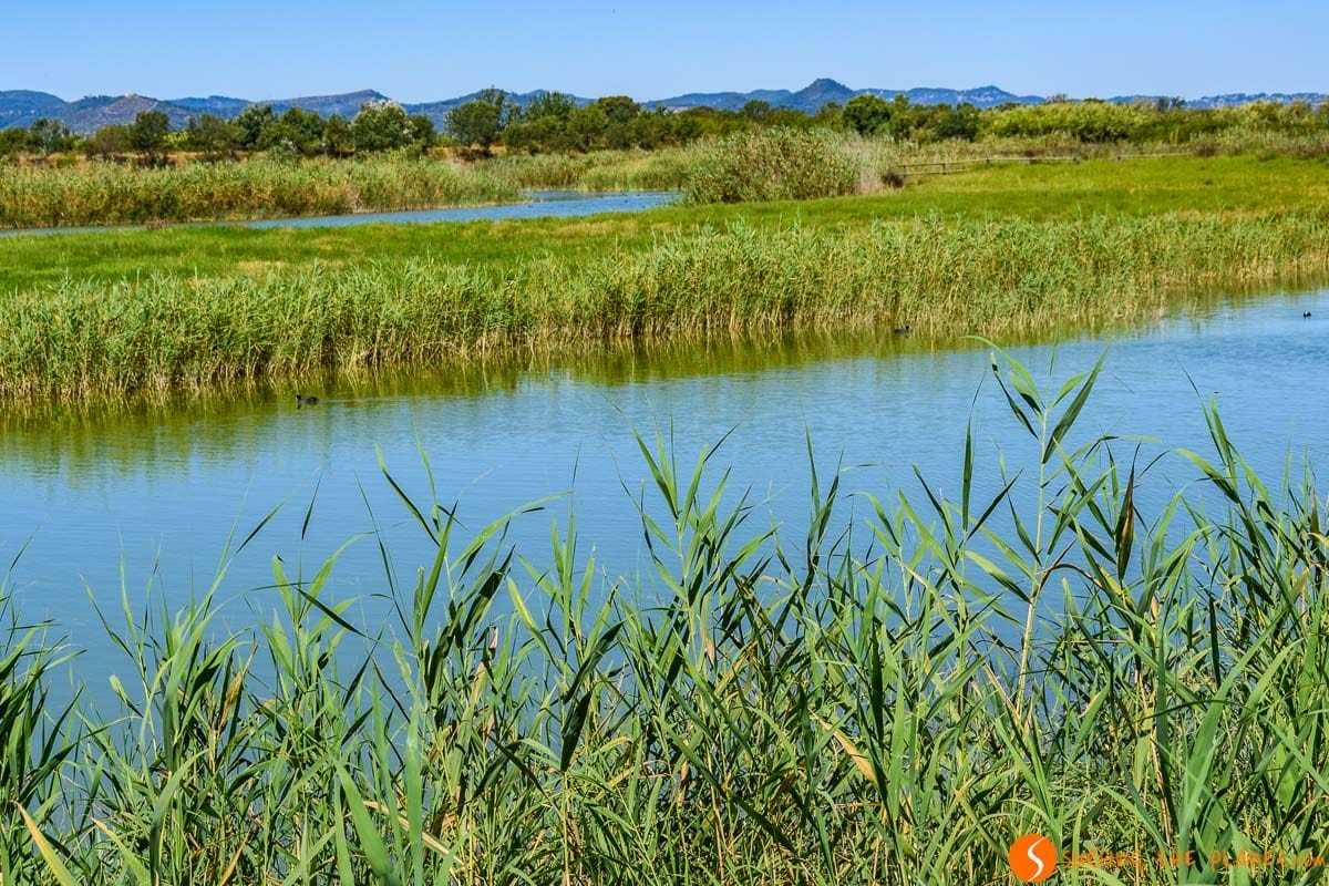 Excursión al Delta del Llobregat desde Barcelona